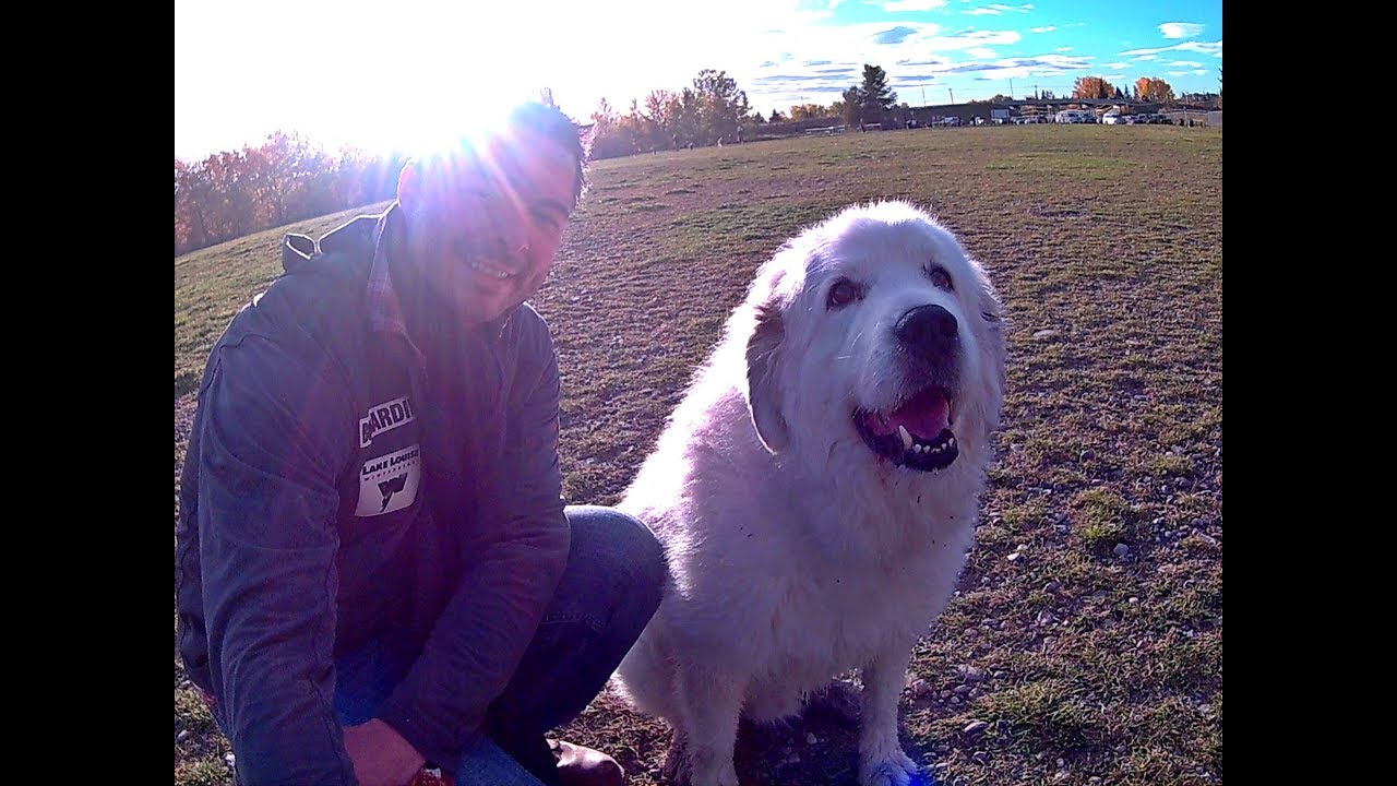 The reaction of a Great Pyrenees Mountain Dog, after a treacherous Ice ...