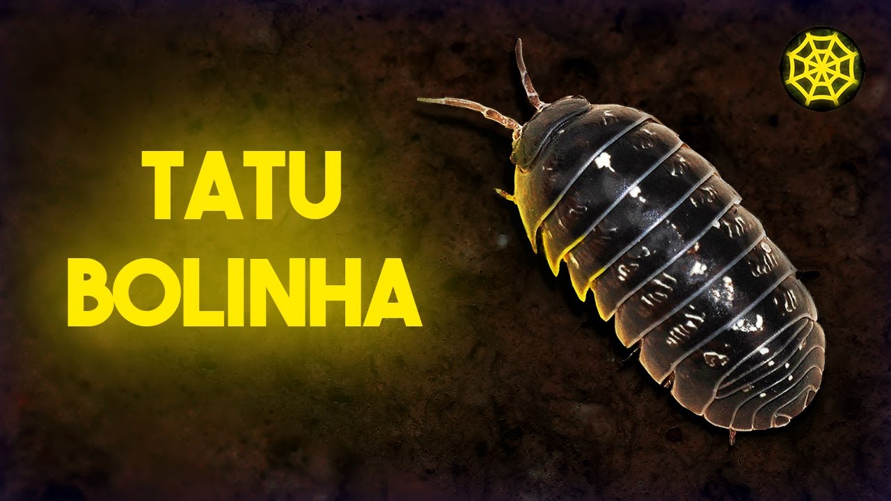 Tatu Bolinha