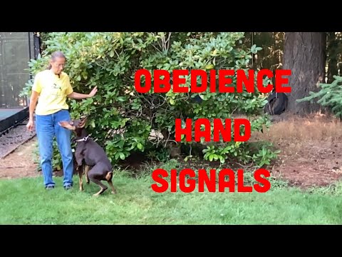 Useful Hand Signs for Teaching Dogs [Updated Guide]