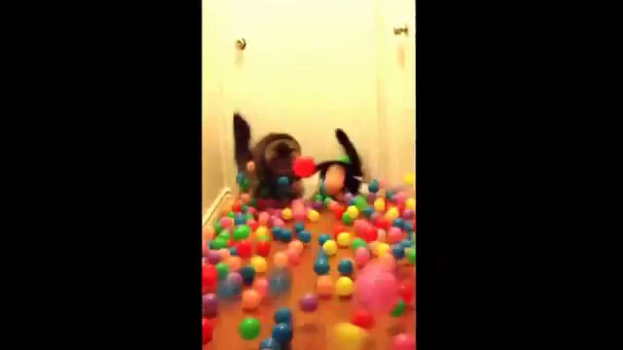 Cat ball pit. Tegan and Reznor funny kitty video. - YouTube