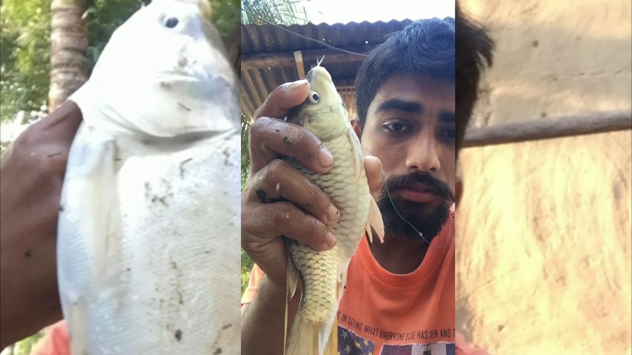 মোৰ সৰু পুখুৰীৰ মাছ । কিমান ডাঙৰ ? কেনেকৈ ? Fish farming tips for small ...