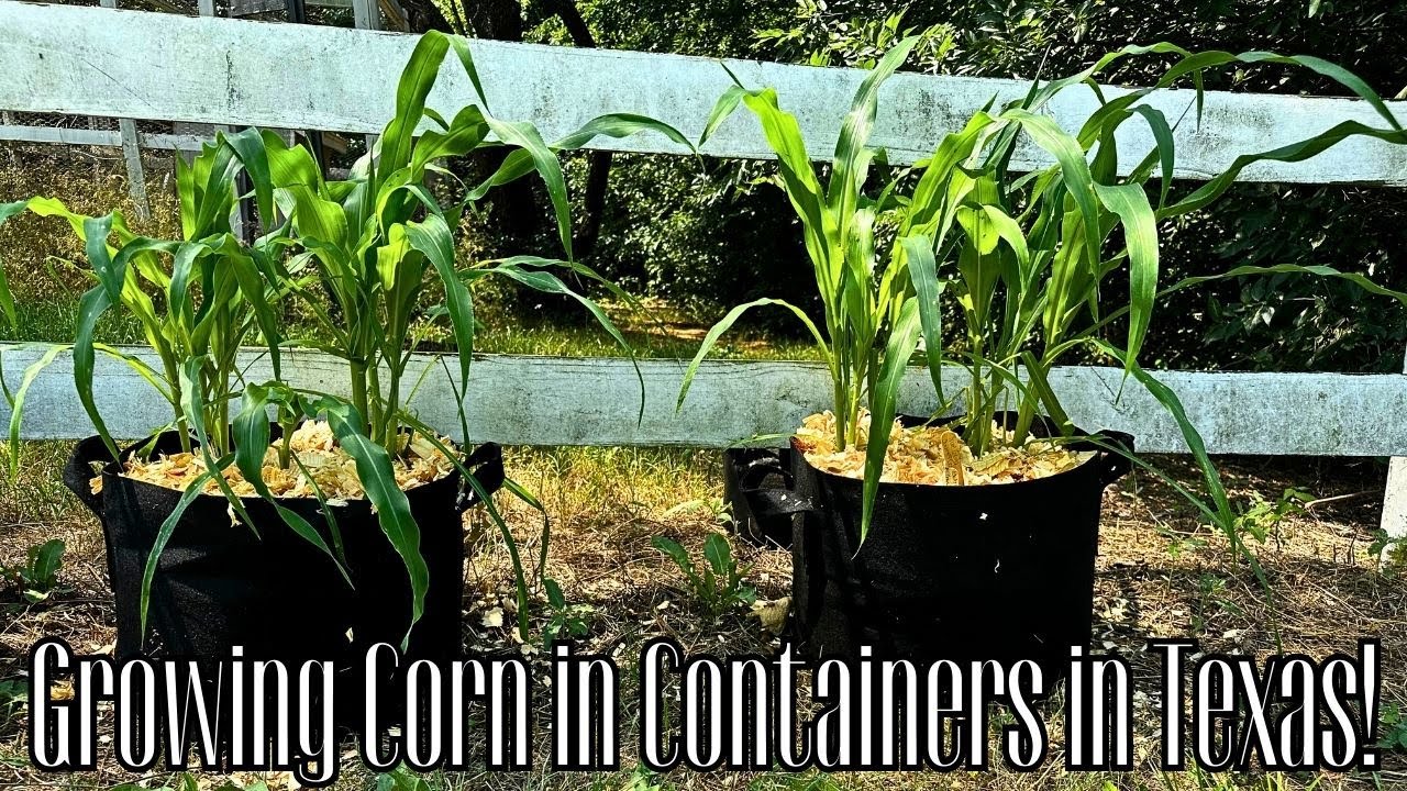 Growing CORN in Containers in TEXAS: Big Harvest for Small Spaces ...