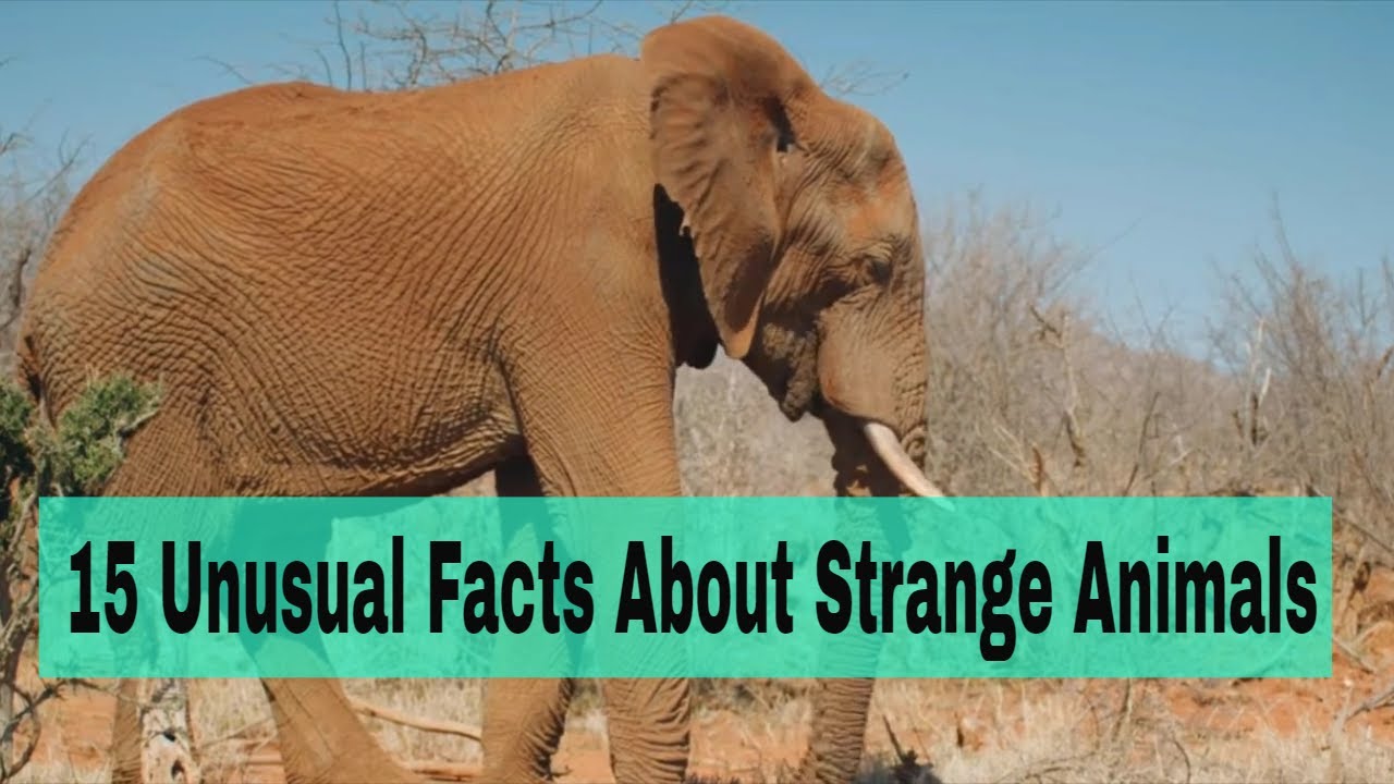 15 Unusual Facts About Strange Animals YouTube 15-unusual-facts-about-strange-animals-youtube