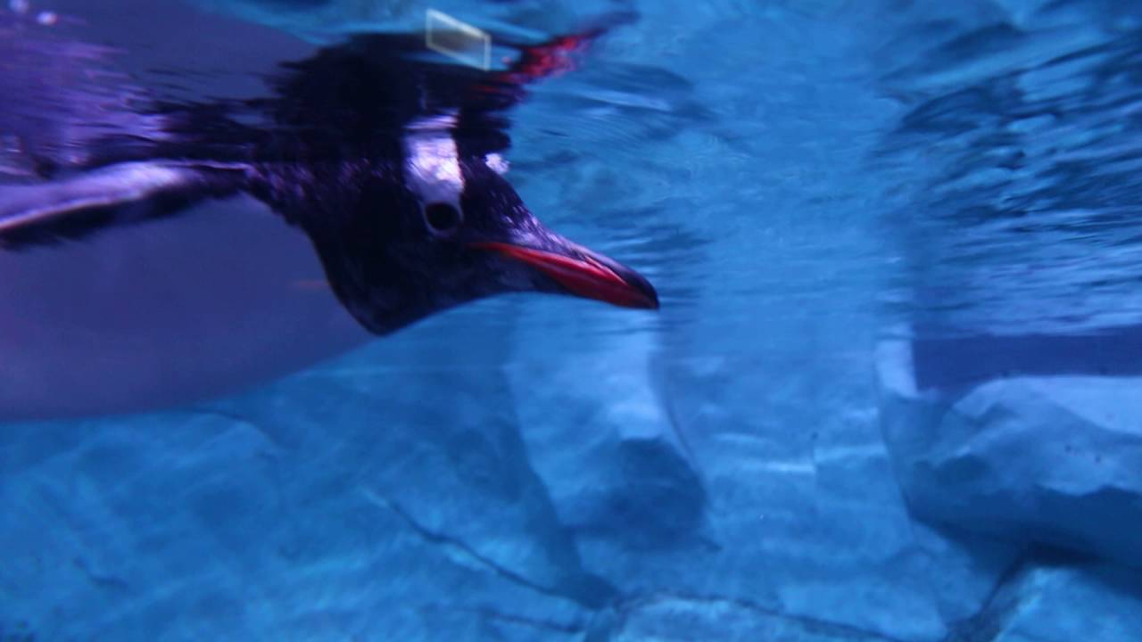 [Very fun] Real Penguin Vs Fake Nemo prank - YouTube