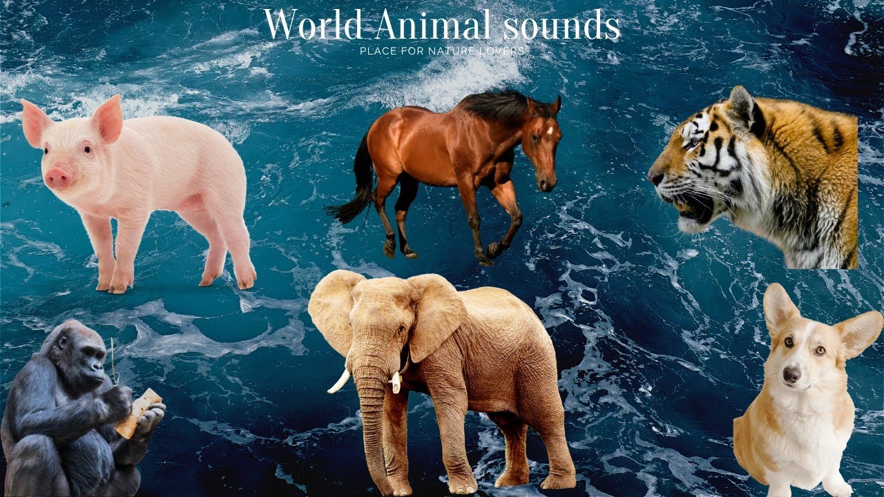 100 ANIMALS AND NATURE SOUNDS FROM AROUND THE WORLD 🌎TIGER, ELEPHANT ...