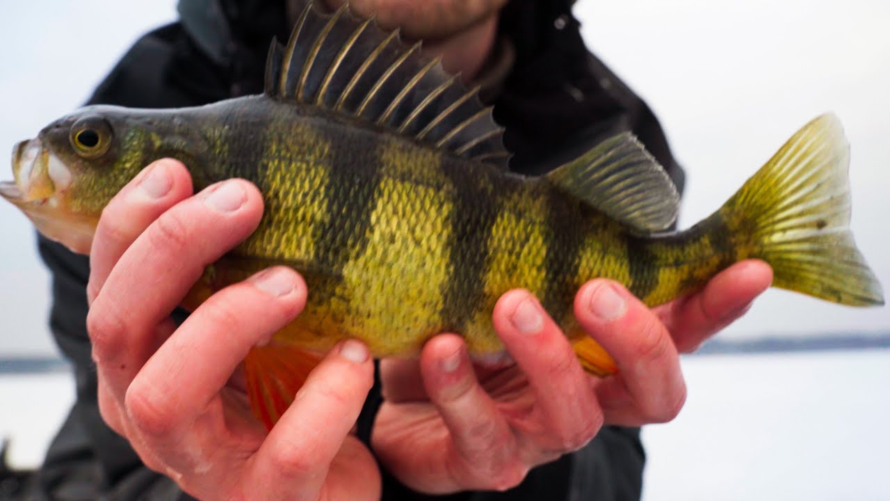 Ice Fishing Big Perch (FAST ACTION) - YouTube