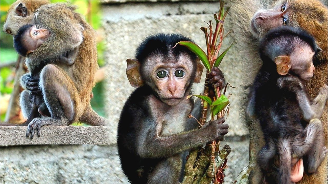 Bibi,,Cute Baby Monkey - YouTube