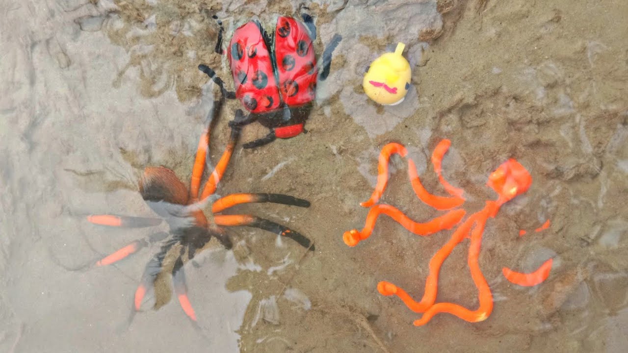 Finding muddy toys, octopus, spider, beetle, starfish, whale, stingray ...