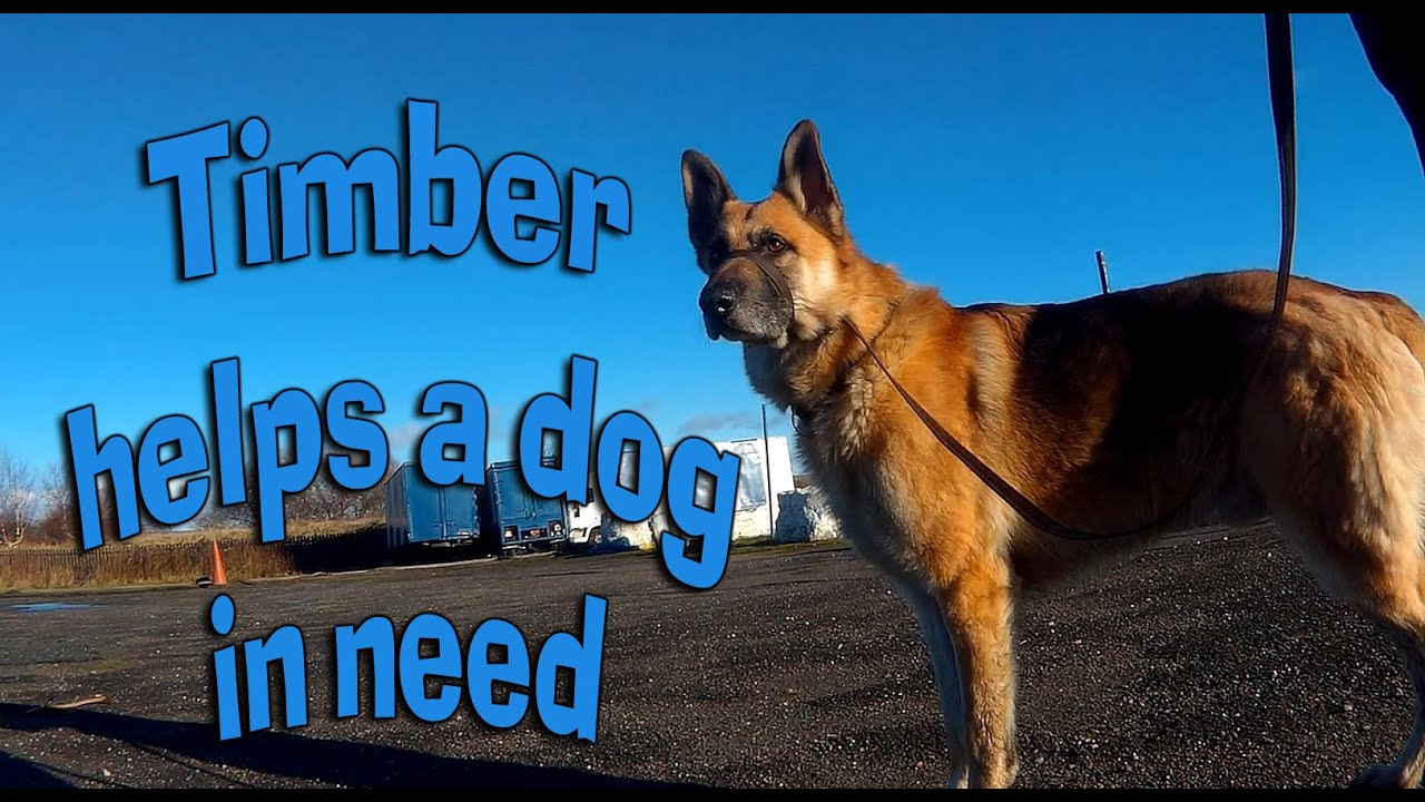 Timber helps a dog with their socialisation. - YouTube
