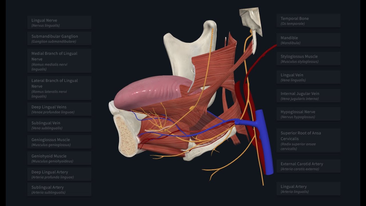 GIT Anatomy lecture 1 - YouTube