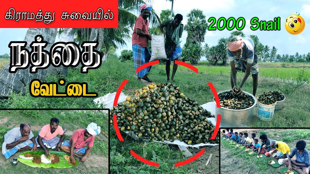 SNILE CATCHING AND EATING | நத்தைகிரேவி | SNAIL GRAVY | NATHAI CURRY IN ...