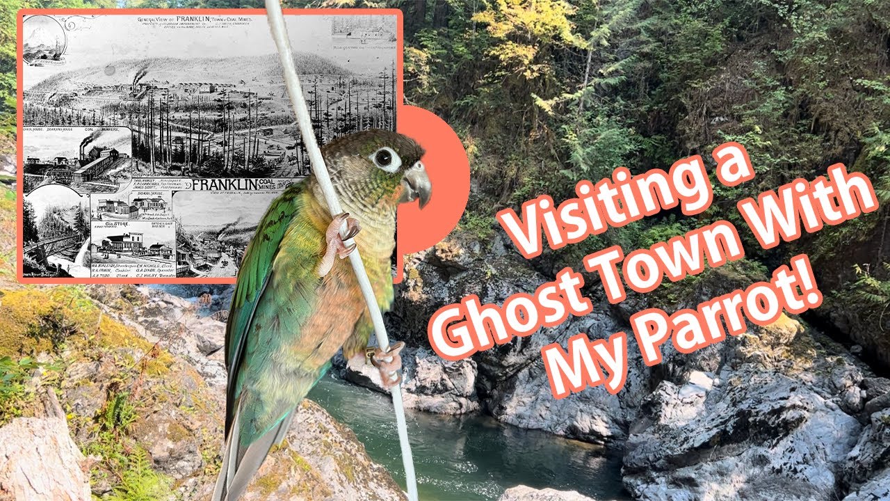 Hiking With a Parrot 🦜 (We Visited a Ghost Town in Washington!) ウロコインコと ...