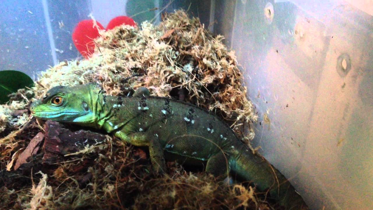 Sinh Sản Green Basilisk của POP PET SHOP năm 2013 - YouTube