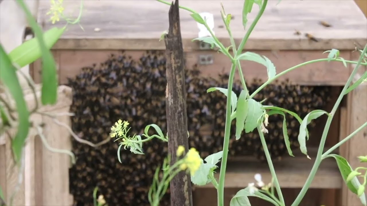 Himalayan cliff Bee Apis laboriosa in Captive - YouTube
