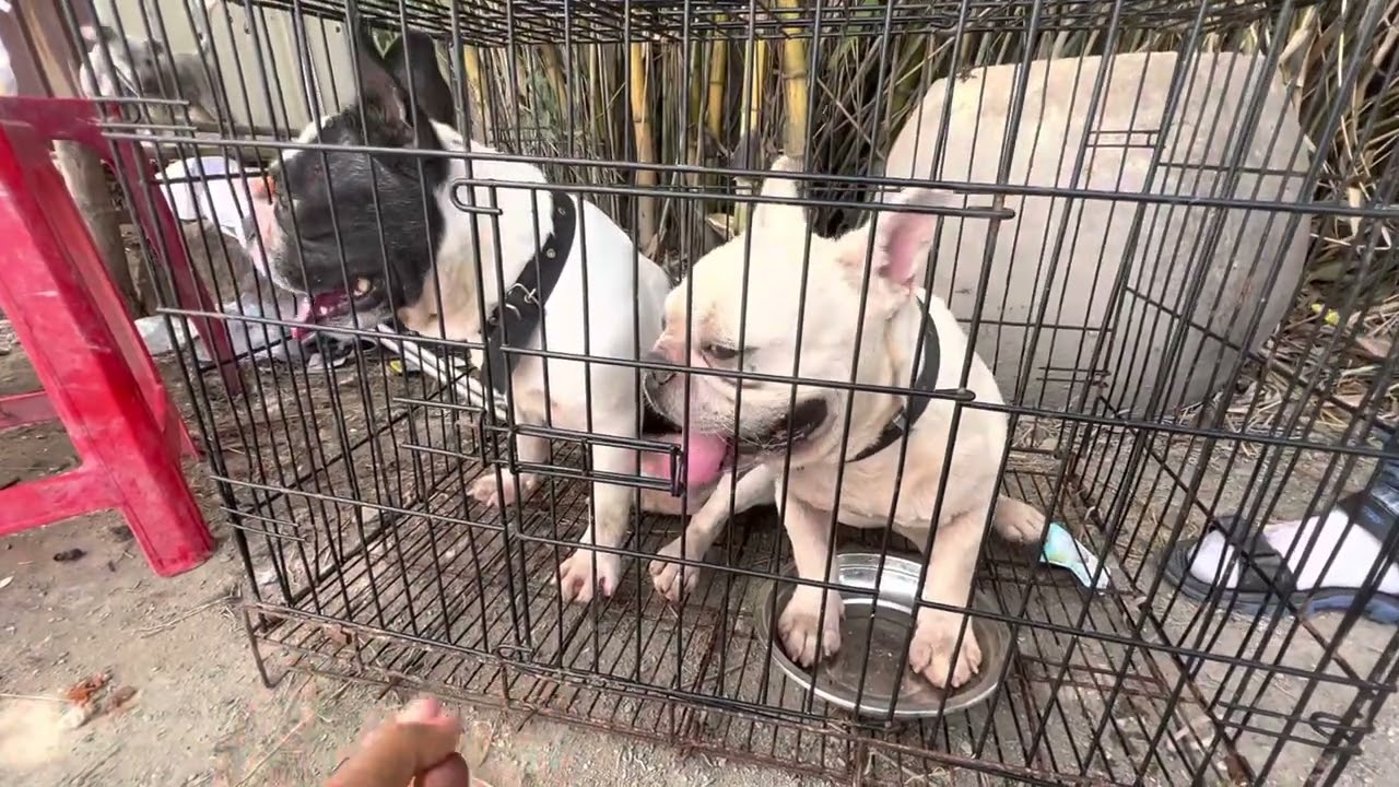 Gia Đình Có Chuyện Nên Bán Gấp 2 Bé Pug Pháp Mà Lại Cầu Cứu HHĐ - YouTube