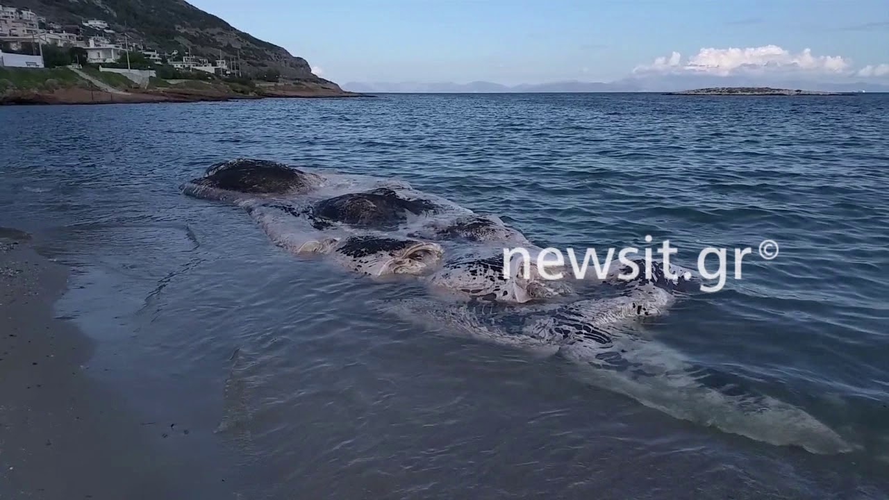 Θαλάσσιο κήτος ξεβράστηκε στην Κερατέα - YouTube