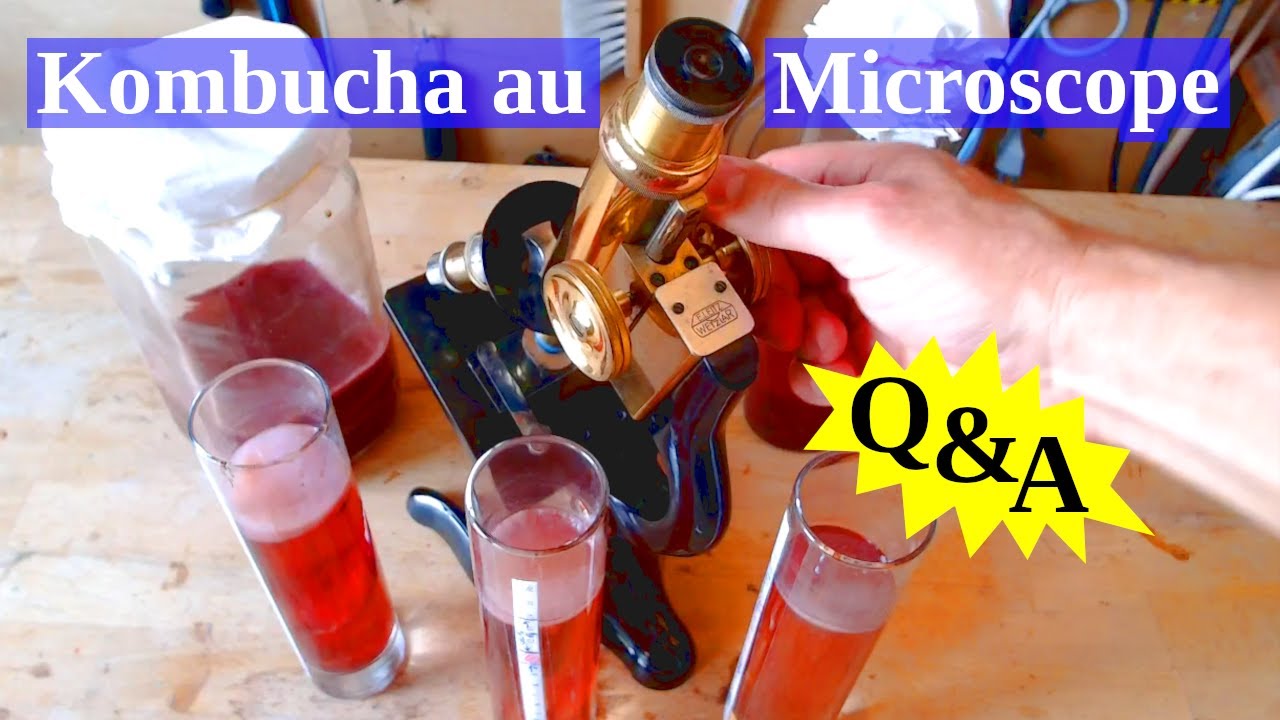 🔴 🔬 Kombucha au microscope, images, réponses et questions ouvertes ...