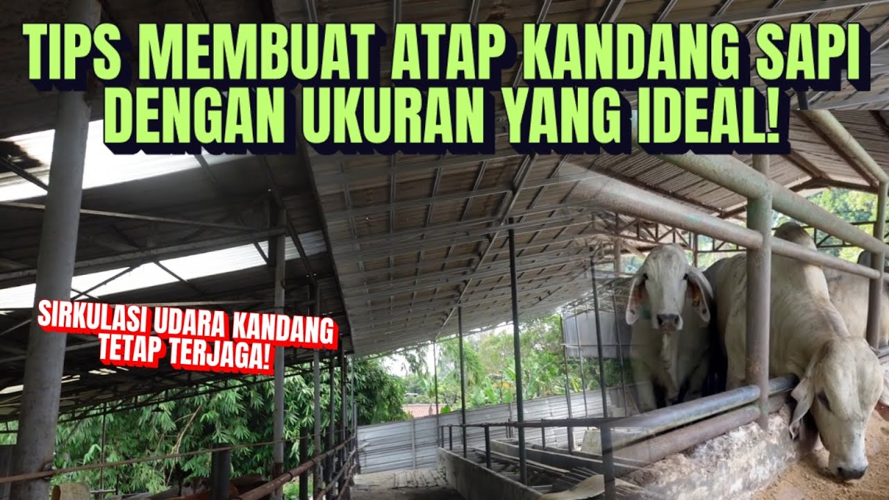 Tips Membuat Atap Kandang Sapi Dengan Ukuran Ideal - YouTube