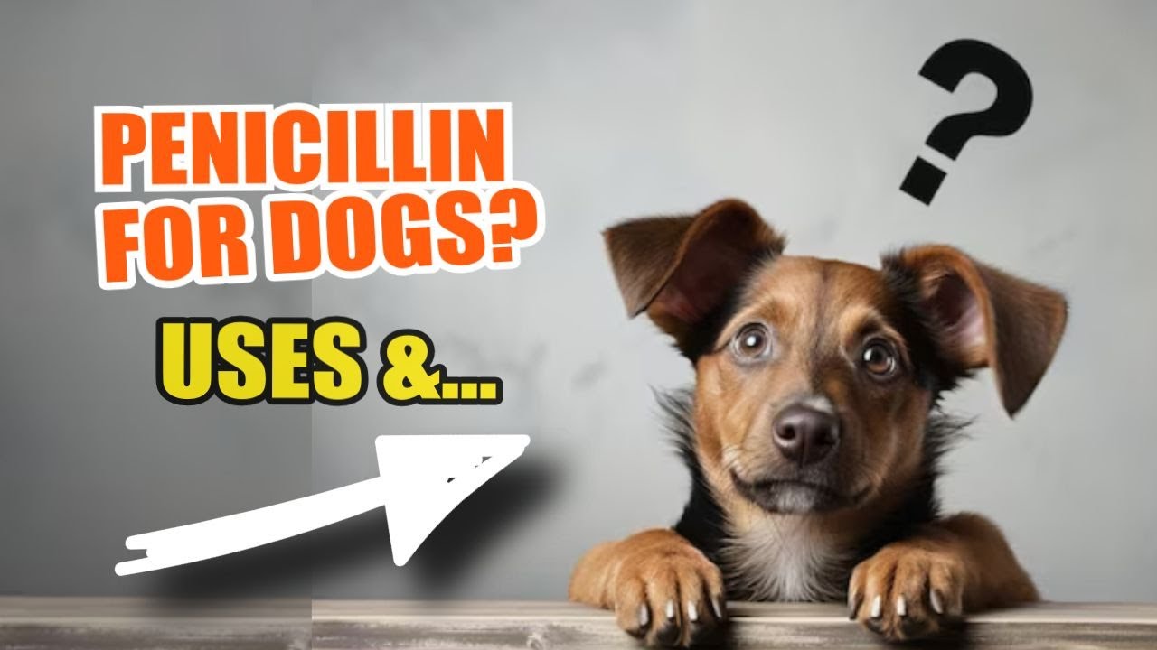 PENICILLIN FOR DOGS: 💊🐶 Uses, Dosage, and Side Effects - YouTube