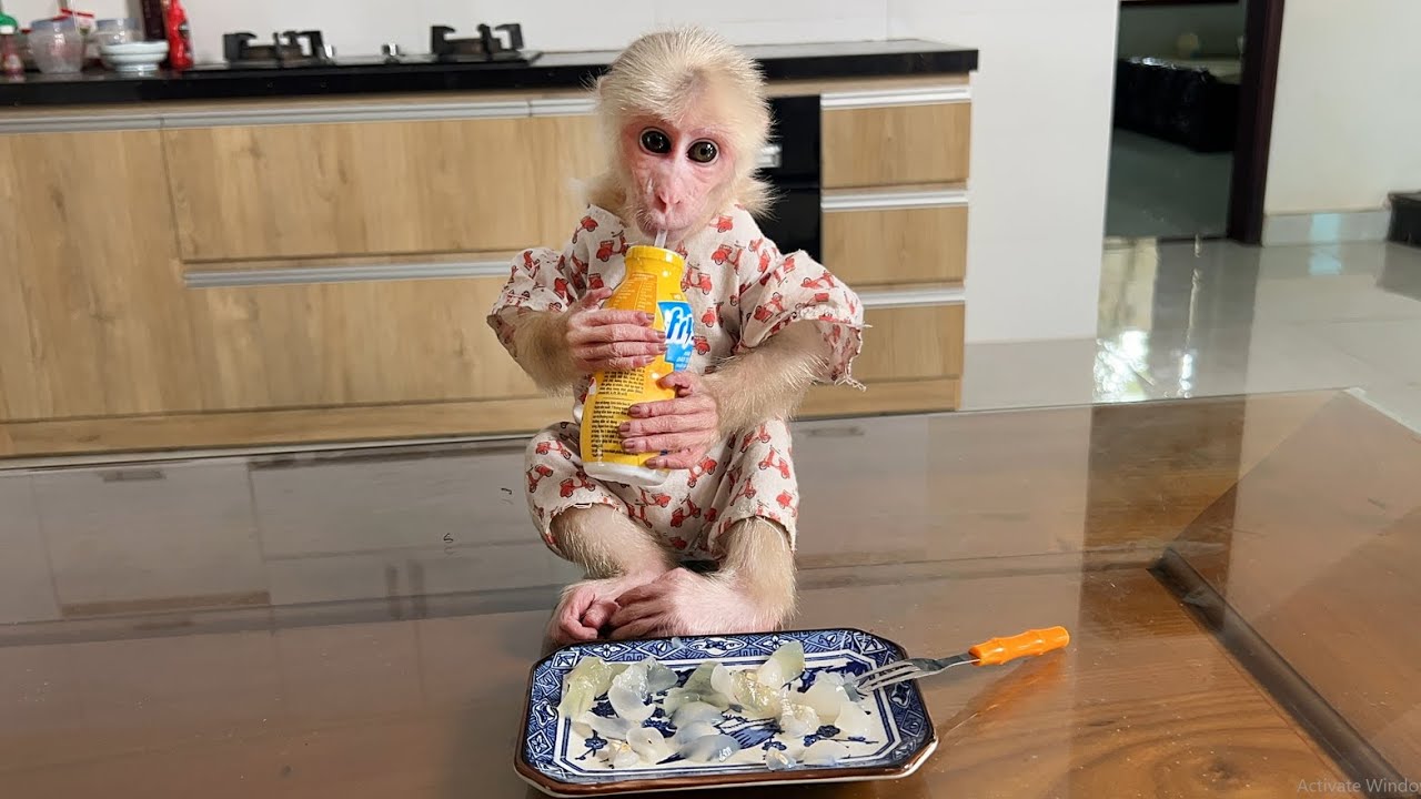 Monkey Luk takes care of himself when mom away ! - YouTube