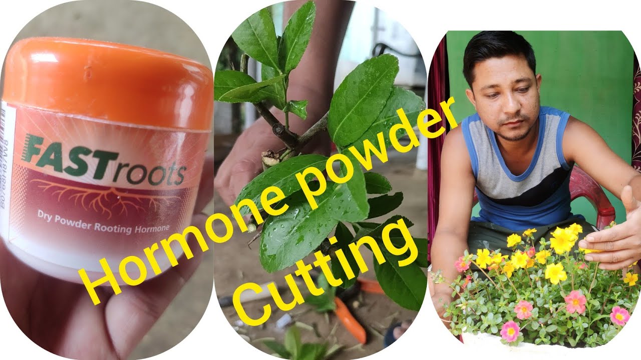 what-are-rooting-hormone-powder-how-to-use-rooting-hormone-to-grow