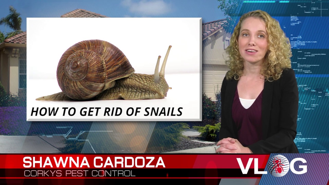 How to Get Rid of Snails - YouTube