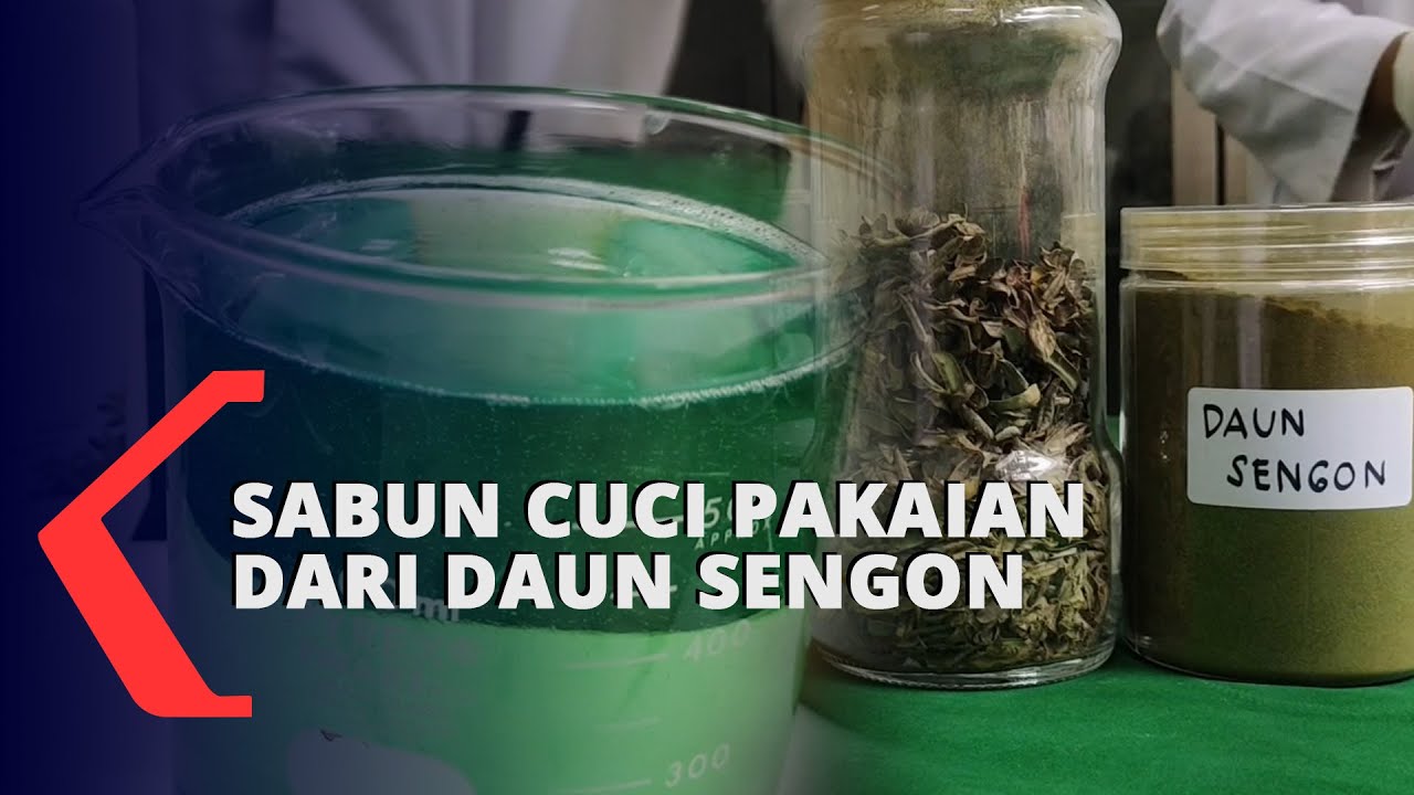 Mahasiswi di Malang Membuat Sabun Cuci Pakaian Dari Daun Sengon - YouTube
