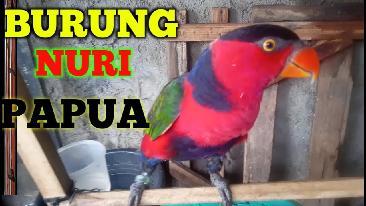 BURUNG NURI PAPUA - YouTube
