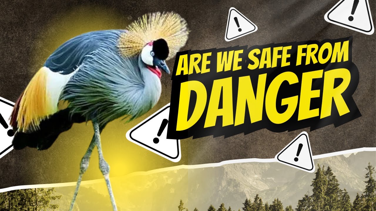 3 Minutes to Help SAVE This Bird From EXTINCTION - YouTube
