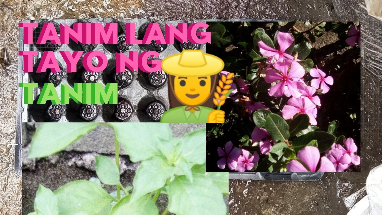 Chichirica | Replanting Basil 👩‍🌾 | Roseben Channel - YouTube