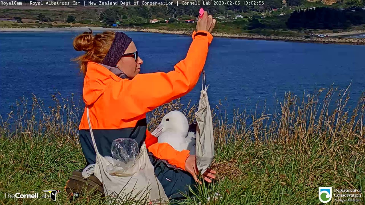 DOC Ranger Checks in on Hatchling Albatross | #RoyalCam - NZ Dept. of ...