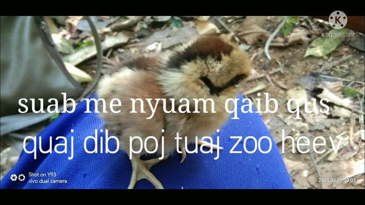 suab me nyuam qaib qus quaj dib poj tuaj zoo heev - YouTube