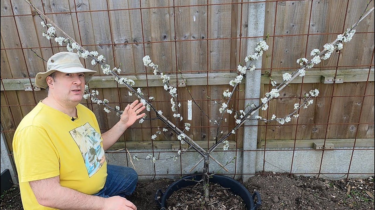Pruning and training tips - plum fans, UFO cherries, and figs - YouTube