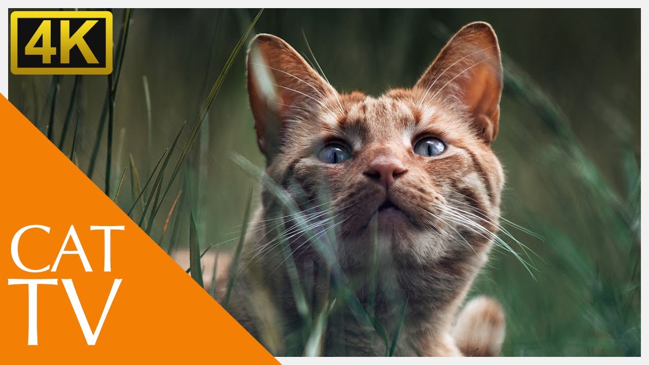 ทีวีเพื่อผ่อนคลายและให้ความบันเทิงแก่แมวของคุณ - Cat TV 12 ชั่วโมง 😺 ...
