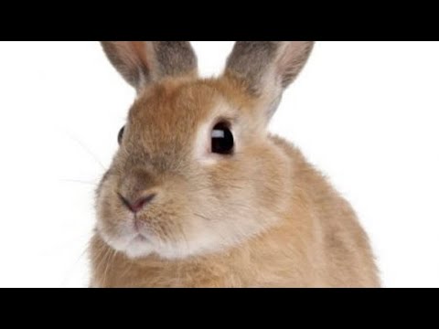 Bunny - YouTube