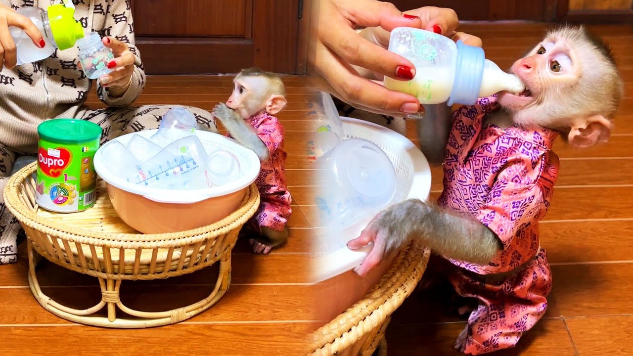 No Slowly Like Before, Maddox Gulp Down A Bottle Of Milk Faster After ...