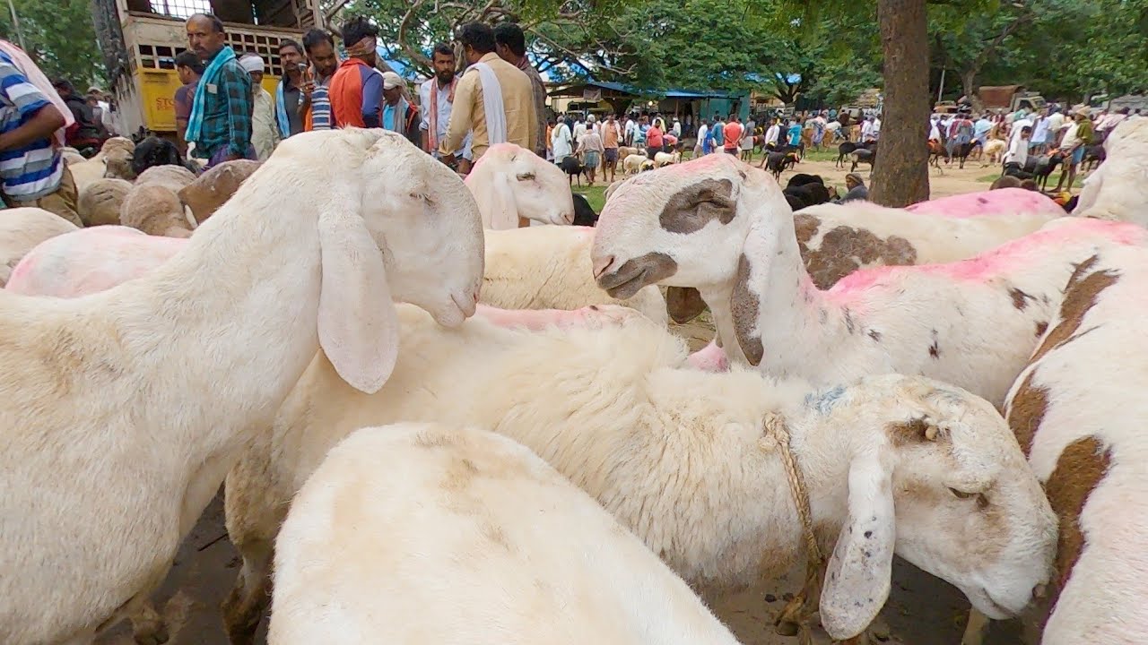 Big mouli breed sheep for 28 thousands - YouTube