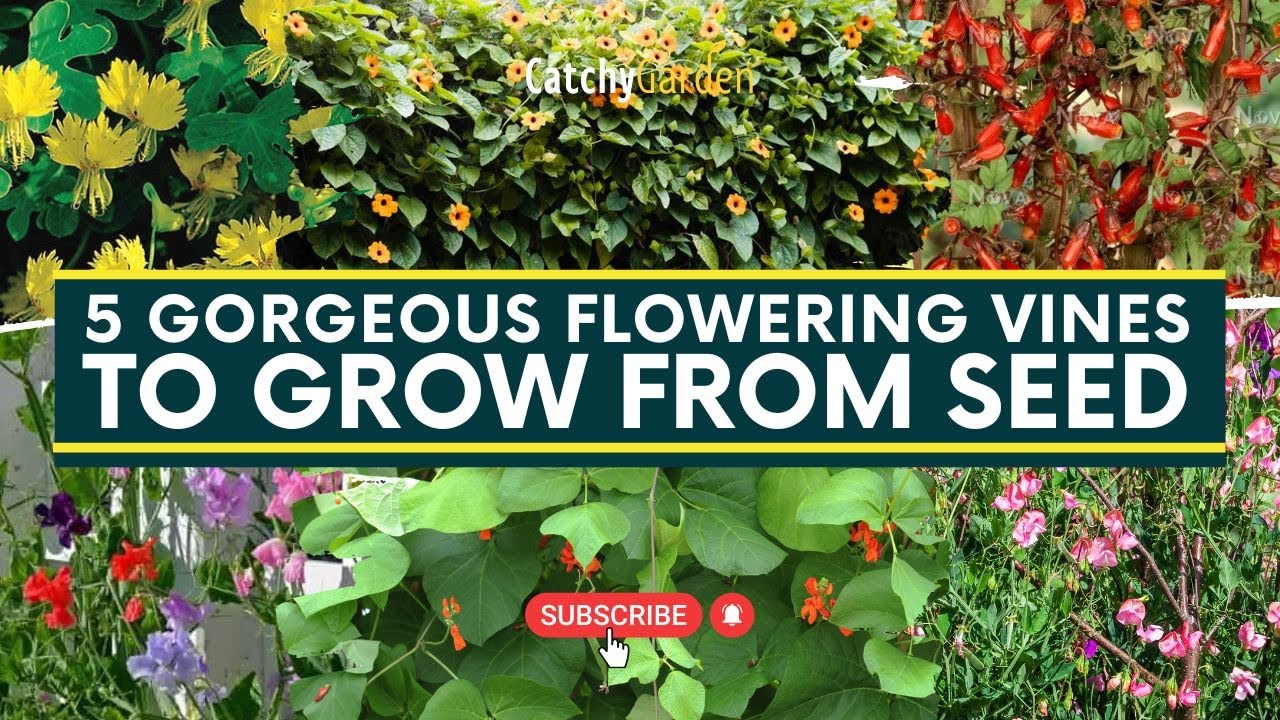 5 Gorgeous Flowering Vines to Grow from Seed 🌸🌷🌺 // Gardening Tips ...