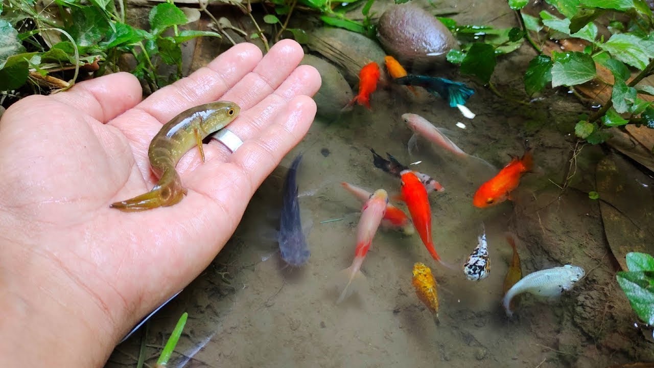 catch Goldfish betta fish, Catfish, lobster, koi fish, animals Videos ...