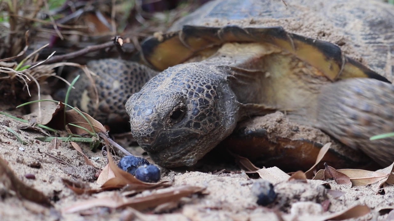 gopher tortoise eating blueberries (Gopherus polyphemus) in Florida ...
