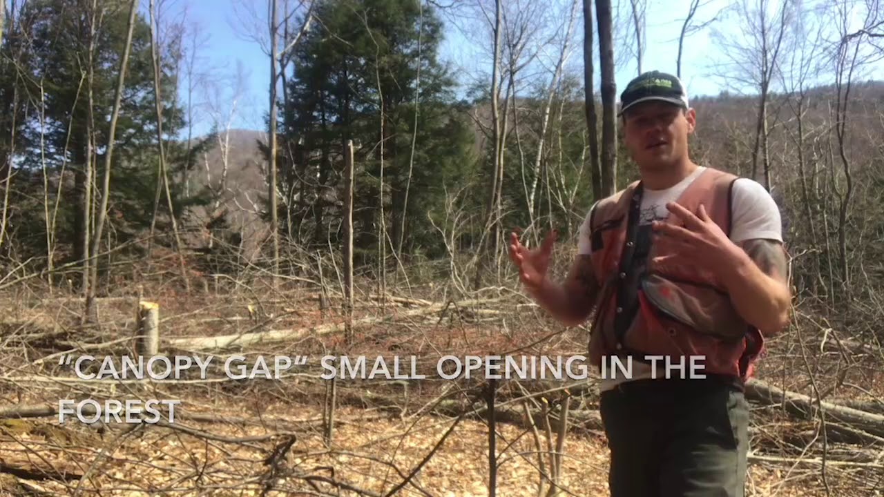 "Ask a County Forester" with Ethan Tapper - YouTube