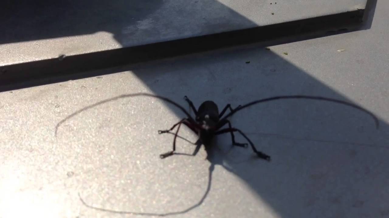 Tar Sand beetle on my windshield - YouTube