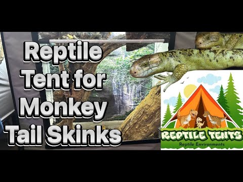 Setting up a Reptile Tent for my Monkey Tail Skinks! - YouTube