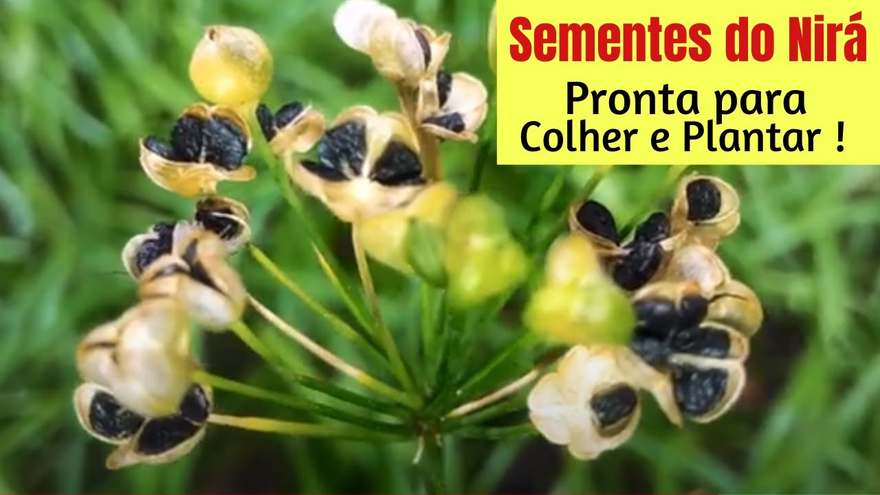 Como é a Sementes do Nirá prontas para colher Nirá ou alho chinês ...