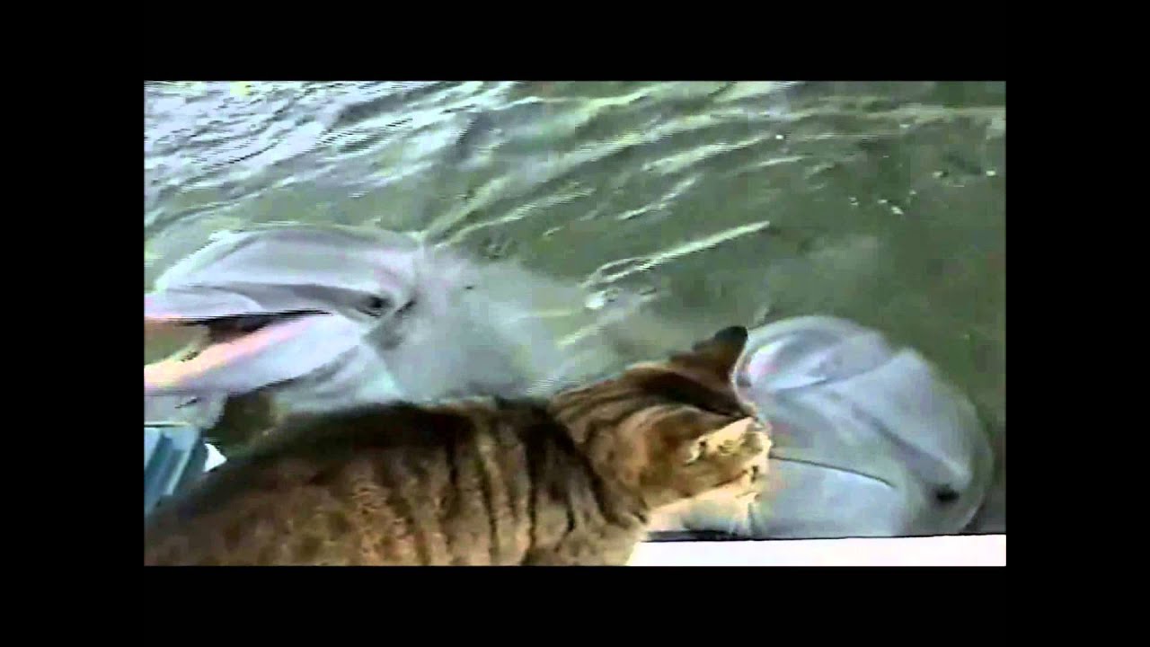 The Cat and the Dolphins - YouTube