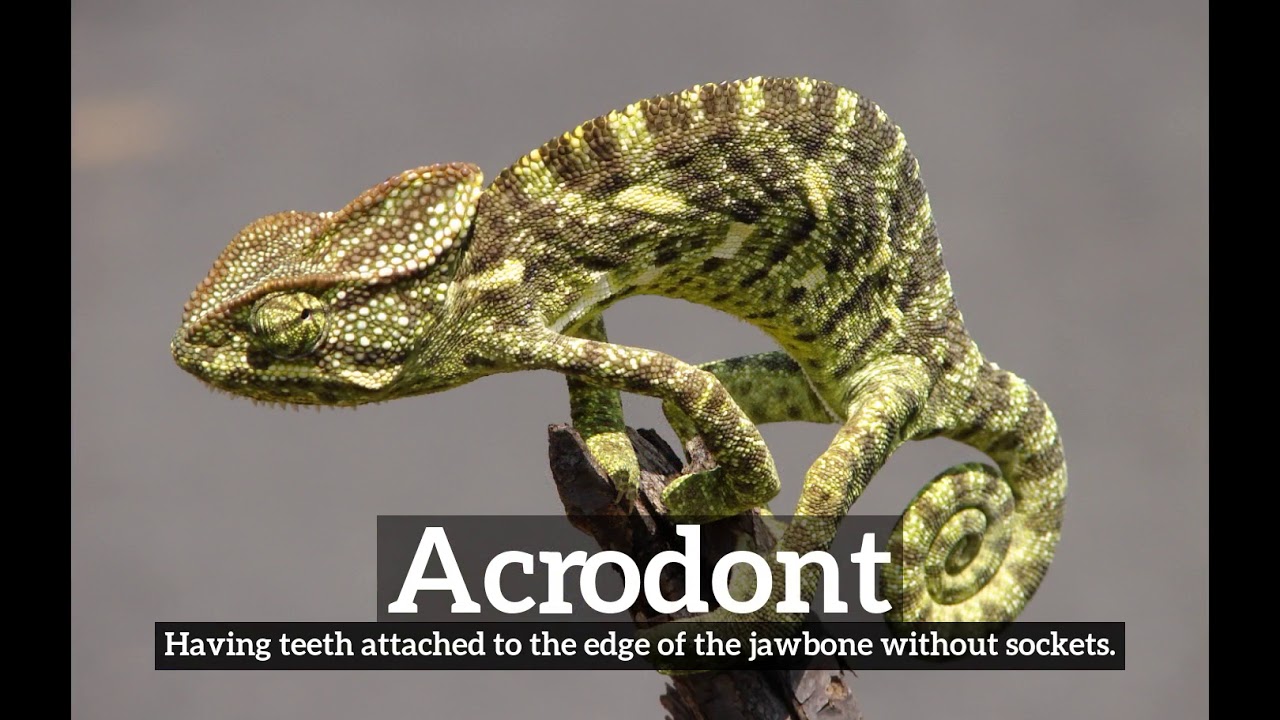 How Does Acrodont Look? | What is Acrodont? | How to Say Acrodont in ...