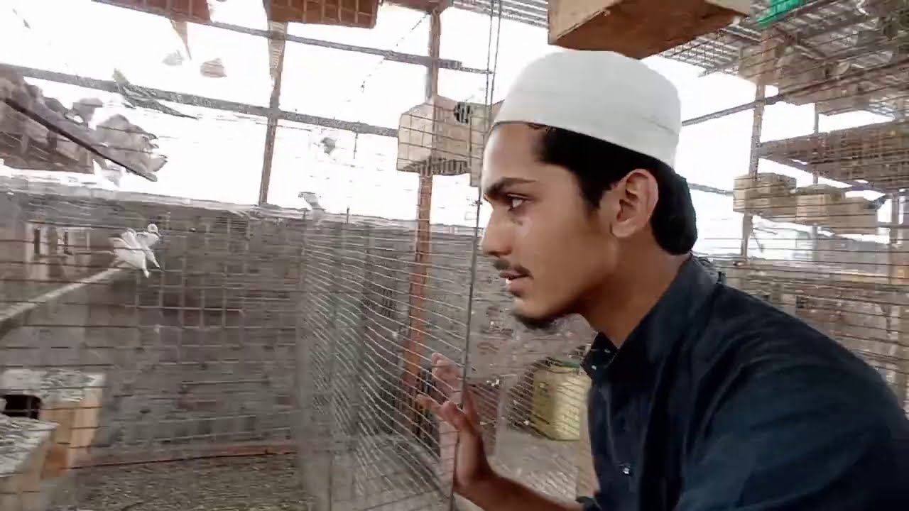 Java birds || Java breeding Setup || Java Sparrow || Java Sparrow ...