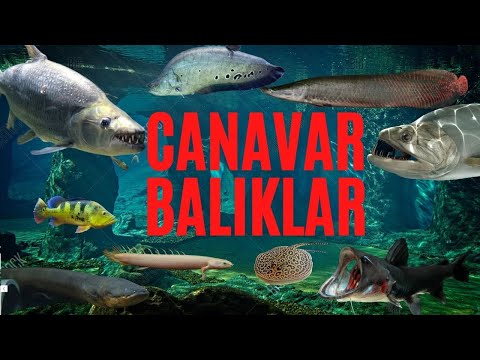 🌟 Akvaryumda Yaşayan Canavar Balıklar: Güçlü ve İlginç Türler 🐠🦈