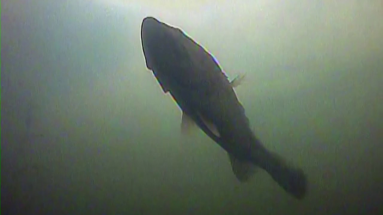 Fish Behavior with Aqua-Vu Underwater Footage - YouTube