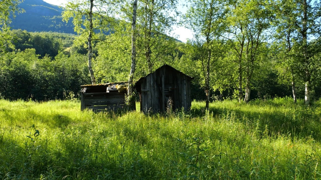 Relaxing nature sounds from the summer forest - YouTube